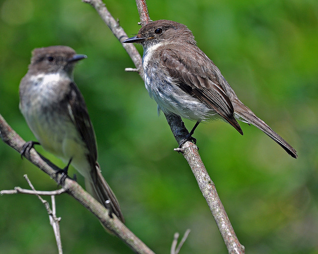 Observe MAPS Bird Banding At Audubon | News, Sports, Jobs - Post Journal